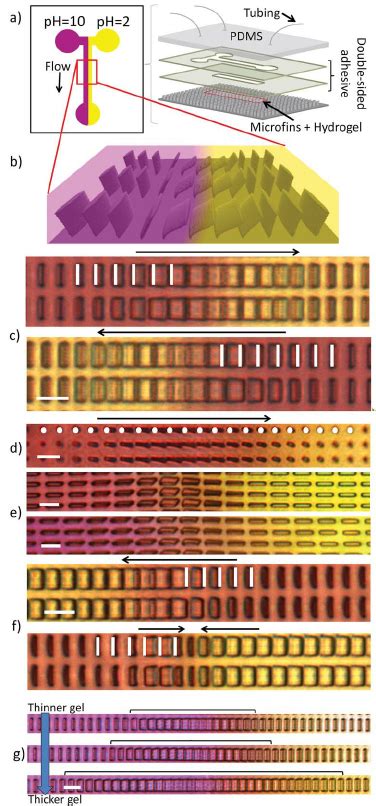 Patterned Actuation Of Microstructures Driven By A Ph Responsive