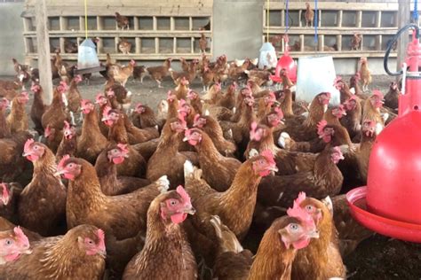 Poultry Unit Sindhudurg Krushi College Poultry Farming