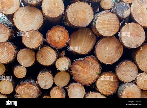 Forestry Industry Tree Felling And Timber Logging Stock Photo Alamy