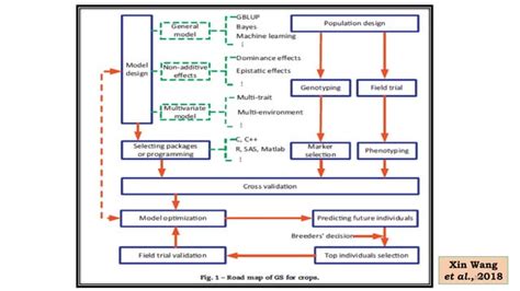 Genomic Selection Prediction Models Gebv Values Genomic Selection In Plant Breeding Pptx