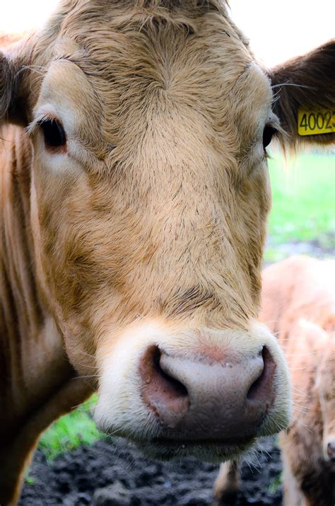 Cow Free Stock Photo Public Domain Pictures