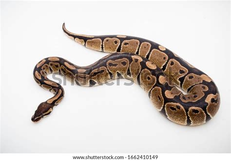 Royalball Python Python Regius Isolated On Stock Photo Shutterstock