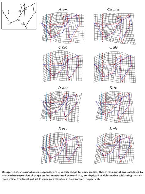 PPT A Sex PowerPoint Presentation Free Download ID 3257138