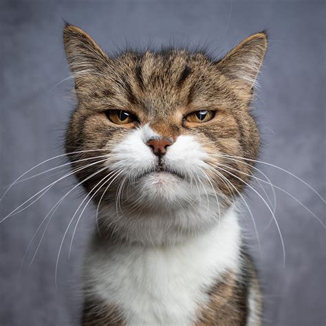 Angry Kitty The Original Pd Off Cats 2025 Calendar