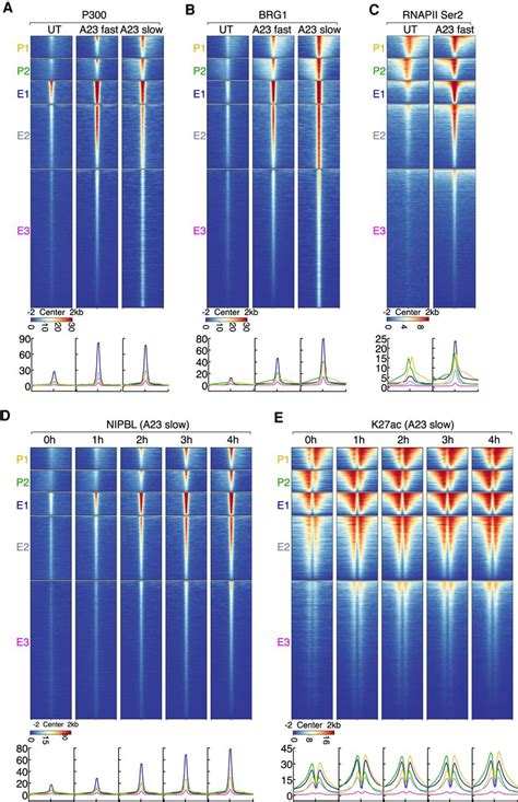 Calcium Signaling Instructs Nipbl Recruitment At Active Enhancers And Promoters Via Distinct