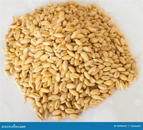 Germinated Brown Rice Or Gaba Rice Medicinal Properties Stock Image