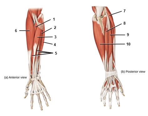 Antebrachial Muscles Quiz — Printable Worksheet