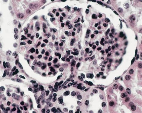 Biiol 223 Histology Images Flashcards Quizlet