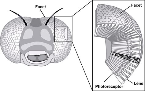Curved Artificial Compound Eyes ‒ Lis ‐ Epfl