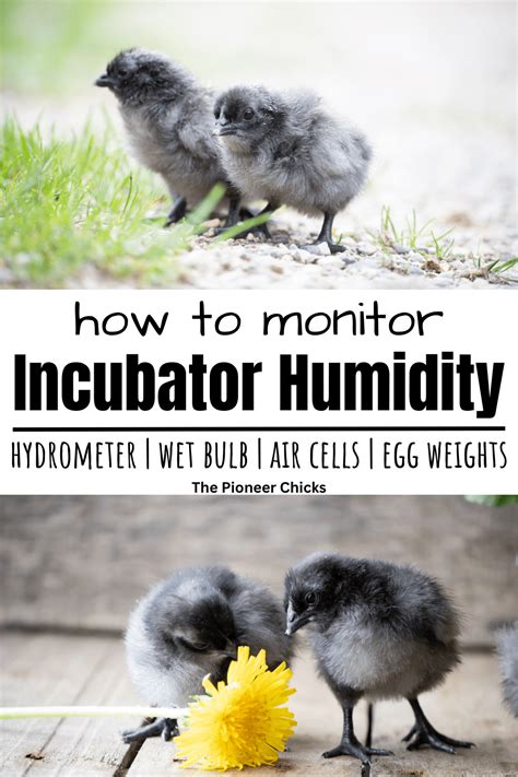 How To Monitor Humidity In An Incubator The Pioneer Chicks