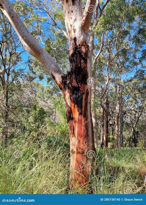 Trunk Of A Gum Tree Oozing Sap Stock Photo Image Of Bark Leaves 280738740