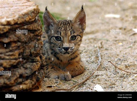Iberian Lynx Kitten