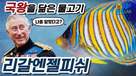 왕을 닮은 해수어 리갈엔젤 이야기 사육법 해수어 키우기 니모키우기 찰스3세와 비슷한 성격 Youtube