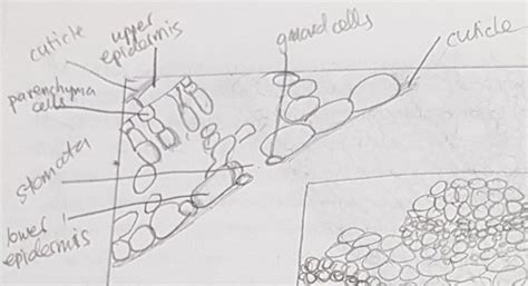 Plant Tissue Types And Stomata 🌿 — Steemit