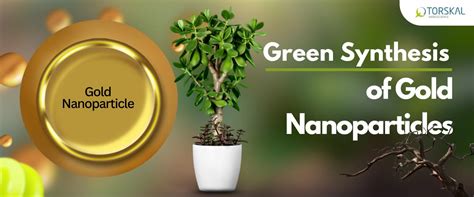Synthèse Verte De Nanoparticules Dor Expliquée
