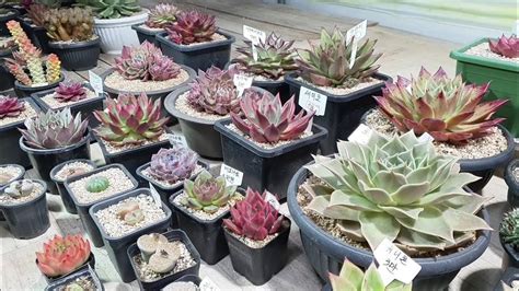 오뚜기다육 월요라이브실방 함께해요 🥰💞💞💞 Youtube