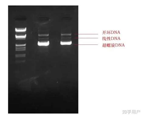 什么是整合型质粒 什么是游离型质粒 知乎