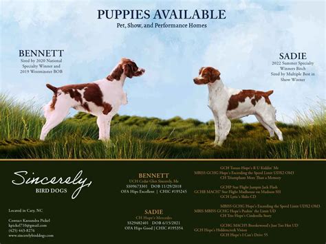 Brittany Puppies For Sale