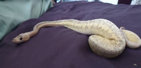 Hey Reddit Say Hello To Pixel Our New Female Ball Python ☺ Rballpython