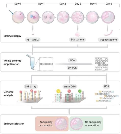 Overview Of The Preimplantation Genetic Testing Workflow ‼ The Cell S Biopsied From The Embryo