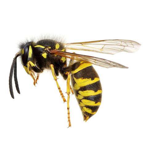 WaspPRO and Fly and Wasp Lure | Russell IPM
