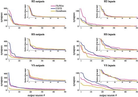 7 Synapse Numbers For The Strongest Lptc Inputs And Outputs Left