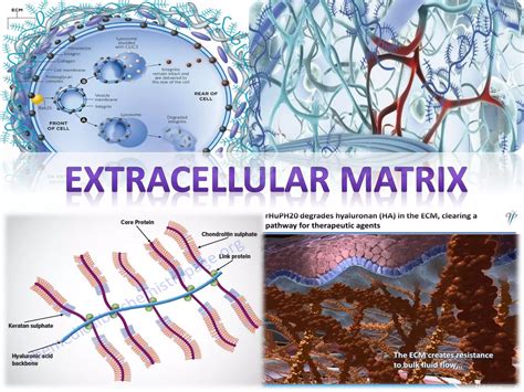 The Extracellular Matrix Ecm Pdf The Extracellular Matrix Ecm Pdf