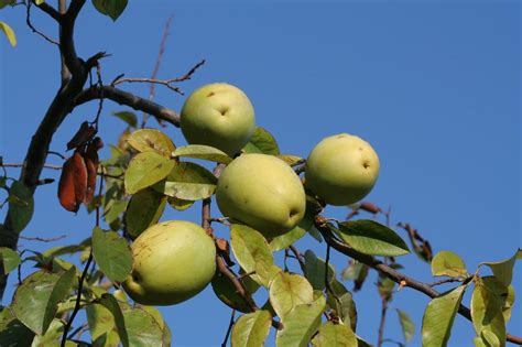 [식물]모과나무 장미과 식물 생물종 Bric