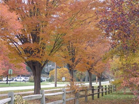 Japanese Zelkova Zelkova Serrata Tree 20 Seeds Fall