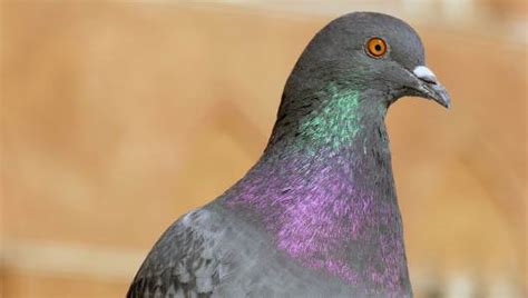 Amazing Facts about Pigeons | OneKindPlanet Animal Education & Facts