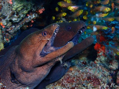 Moray Eel Divepoint Maldives