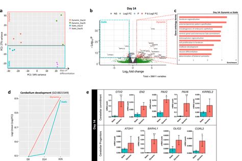 Transcriptomic Profiles Reveal A More Efficient Midbrain Commitment And