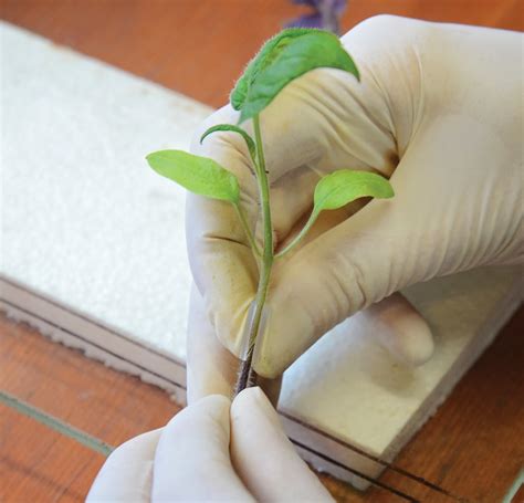 Grafted Plants For The Gardening Win — Territorial Seed Company Blog