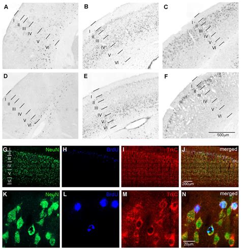 Expression Of Trkc In Newly Generated Brdu Labeled Cells Which Form