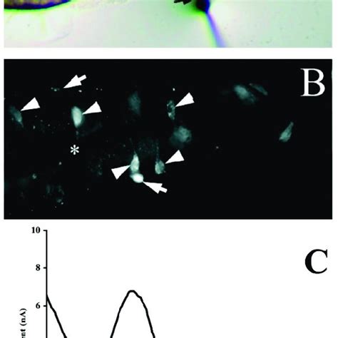 A Insertion Of The Electrochemical Microsensor Into The Intact