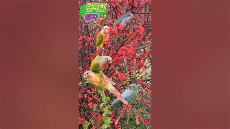 김다현명자나훈아원곡한일가왕전구독좋아요 Youtube