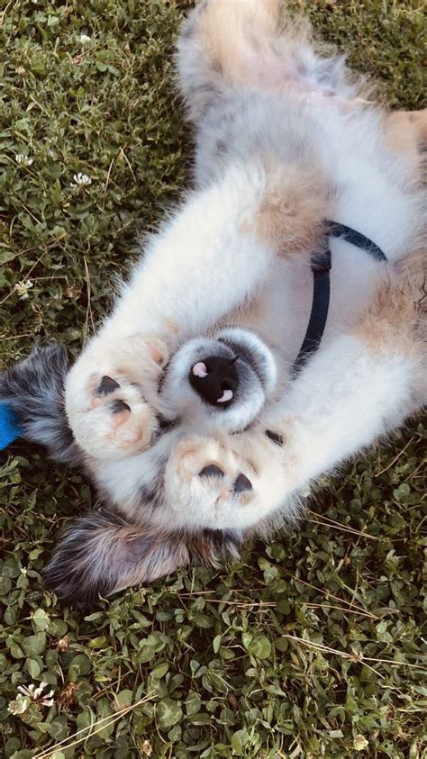 Apollo Cute Puppies Australian Shepherd Puppies