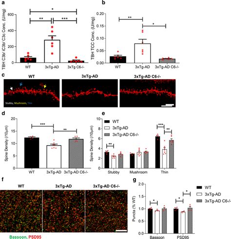Terminal Complement Activation Is Ablated And Hippocampal Spine Loss