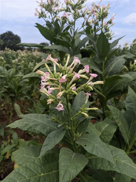 Nicotiana Tabacum