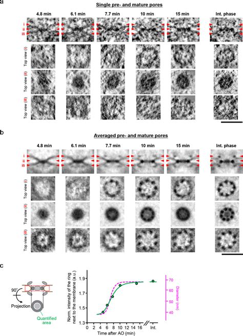 3d Structural Comparison Of Chronologically Ordered Prepores And Mature Download Scientific