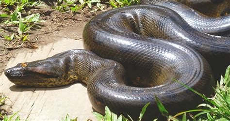 Dónde vive la anaconda Actualizado 2018