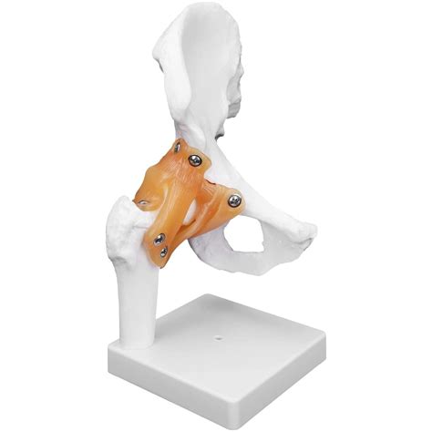 Anatomical Precision Joint Models Available At Gd Anatomicals