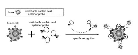 Switchable Nucleic Acid Aptamer Probe And Uses Thereof In Tumor Living Cell Detection And In