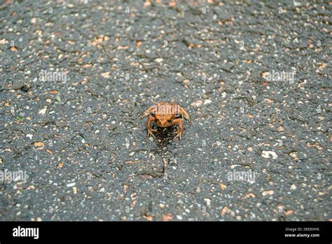 Photography To Theme Beautiful Brown Frog Amphibian Animal Toad On