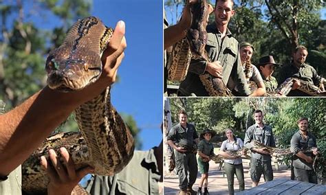 Australia S Largest Python In Captivity Monster Has Annual Weigh In Daily Mail Online