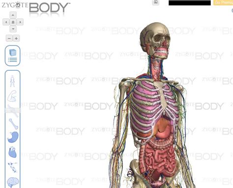 Zygotebody Para Ver El Cuerpo Humano En 3d Zygotebody Para Ver El Cuerpo Humano En 3d
