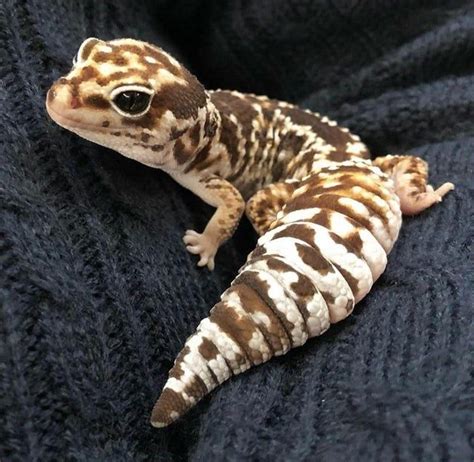 Discover 11 Leopard Geckos And Cute Lizard Ideas Cute Gecko Cute