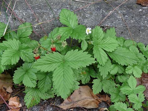Wild Strawberry Identification Fragaria Vesca Off Grid Living Hacks