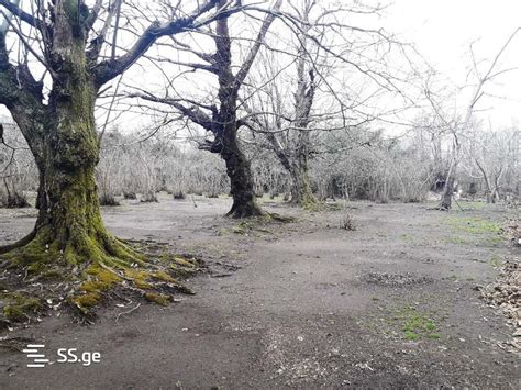 იყიდება მიწის ნაკვეთი გრიგოლეთში 20000 4703469 Ss Ge