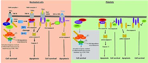 Schematic Overview Of Pro And Anti Apoptotic Proteins Of The Extrinsic Download Scientific